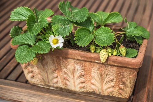 18+ Unique Flower Pot Design Ideas for Your Garden - Magicbricks Blog