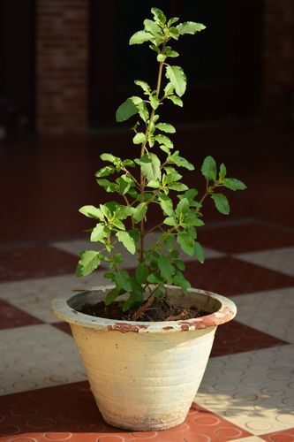 15 South Facing Plot Vastu Tips That Can Help