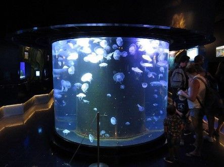 11 Unique Fish Tank or Aquarium Design Ideas for Your Home