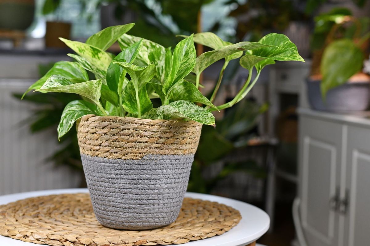 6 Amazing Facts About Pothos Plants
