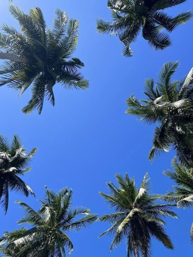 Goddess Lakshmi Lives In Coconut Trees: Know Vastu Tips And Benefits Of ...