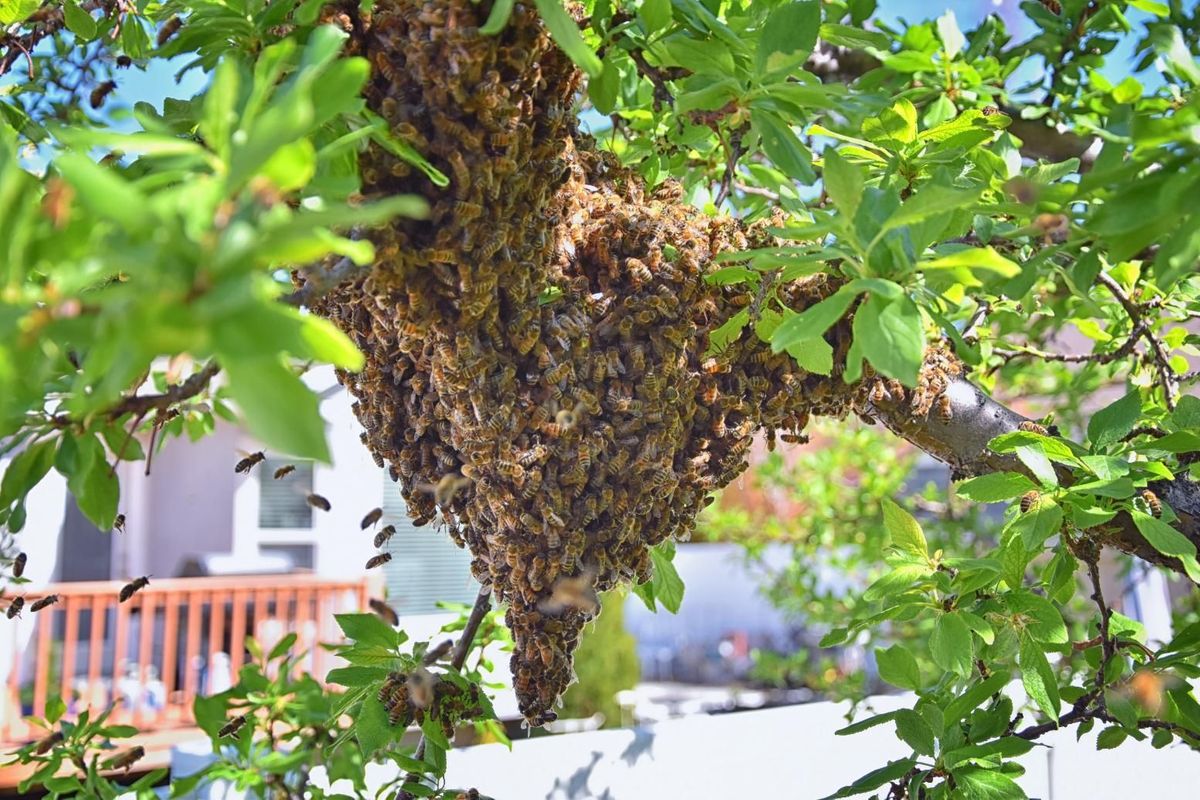 7 Easy yet Effective Tips for Bee Hive Removal