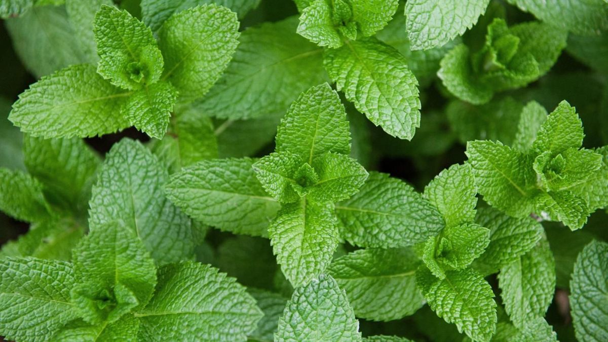 A Quick Guide on How to Grow Mint Leaves Plant at Home