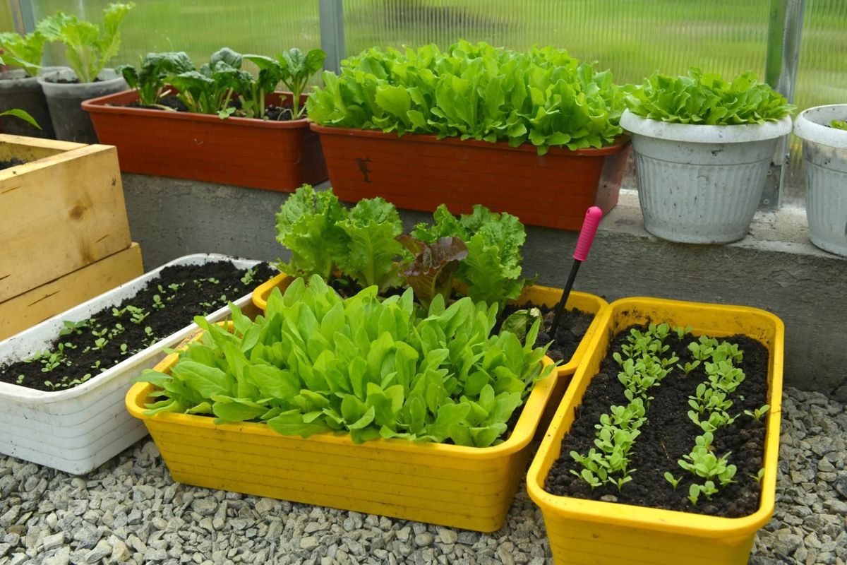 How to Grow Lettuce at Home? A Quick Guide!