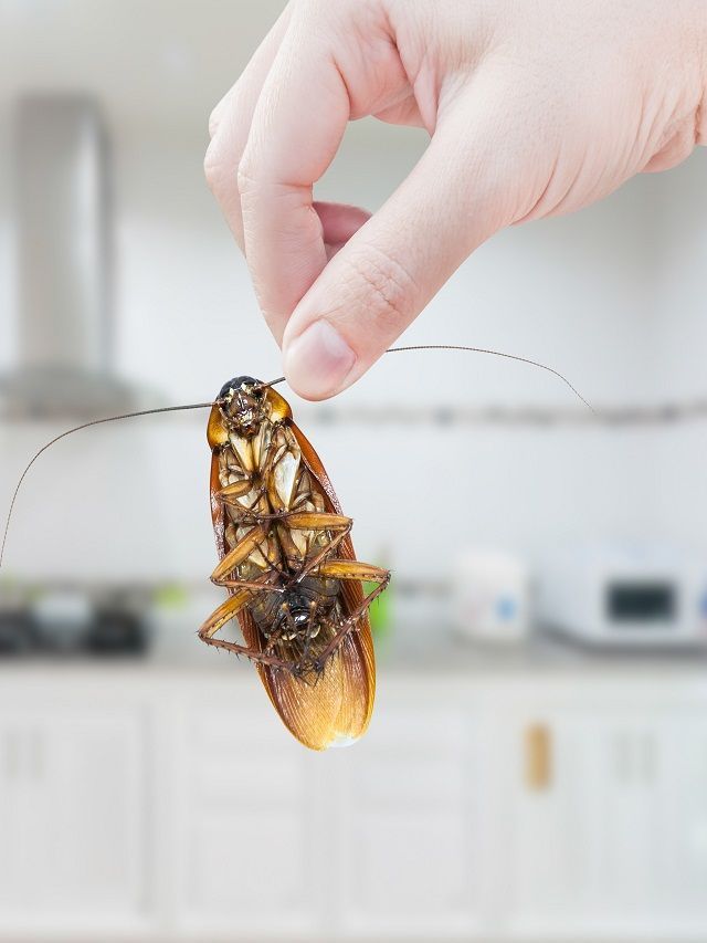 7 Natural Remedies To Remove Insects From Your Kitchen