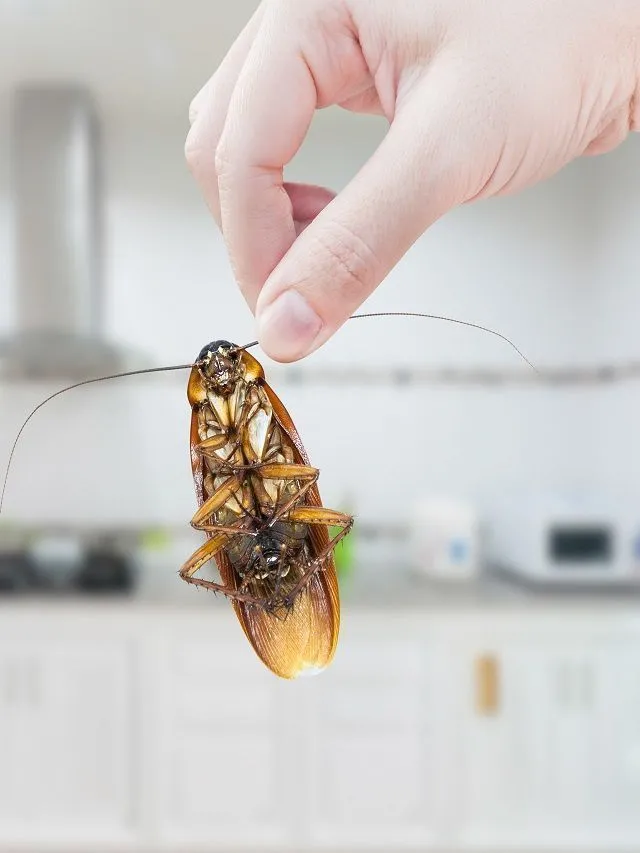 7 Natural Remedies To Remove Insects From Your Kitchen