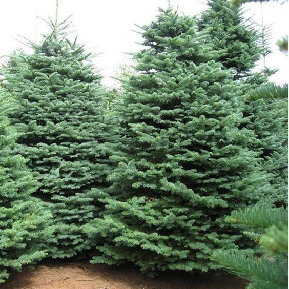 বড়দিনের ফার গাছের প্রকারভেদ | কিভাবে একটি ফার গাছ বৃদ্ধি