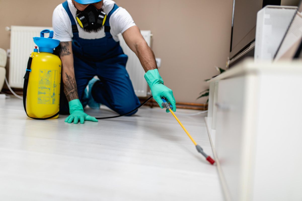 Termites – Treatment, Prevention & Early Signs