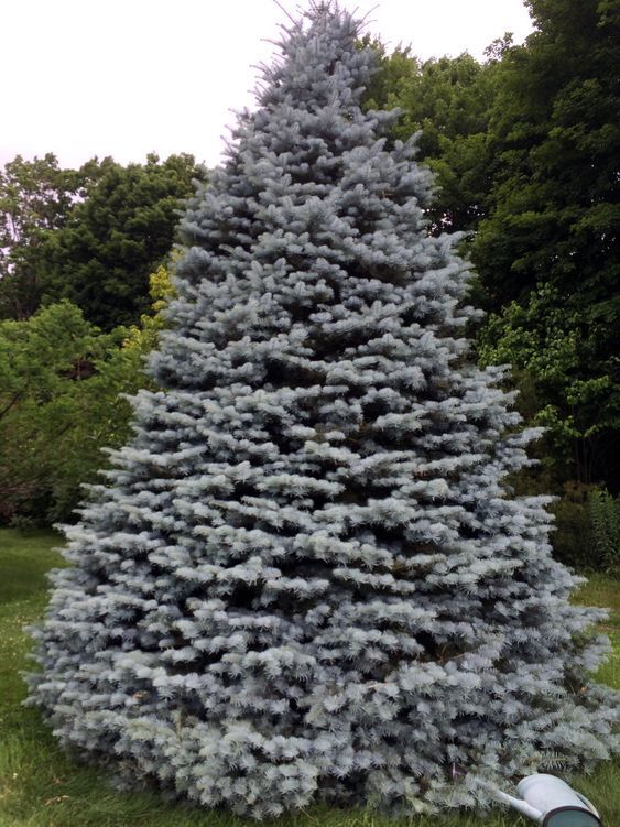 Layered Silver Tip Fir Tree Ways To Create A Designer Looking