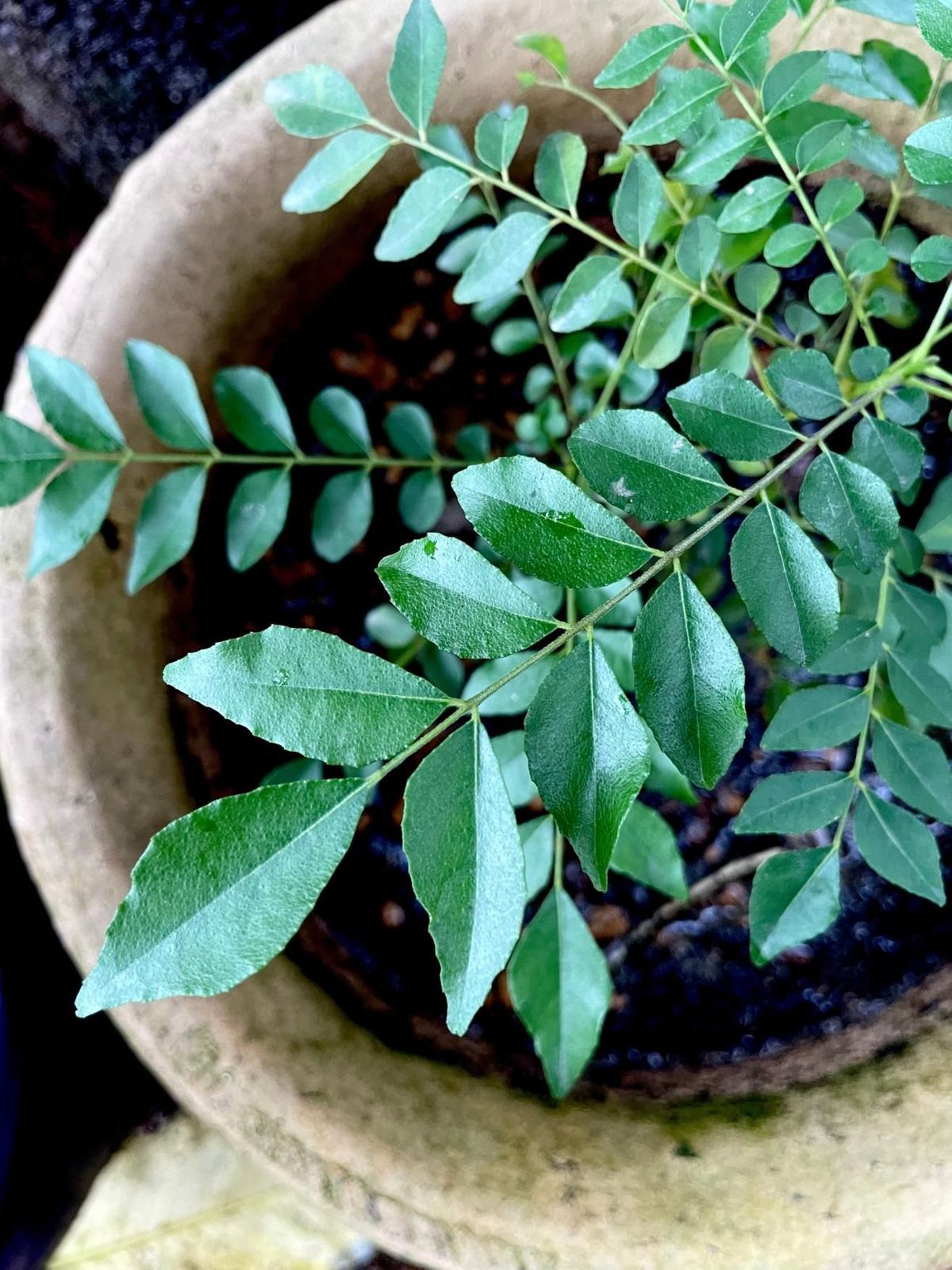 How to Grow Fresh Curry Leaves at Home: 6 Easy Steps