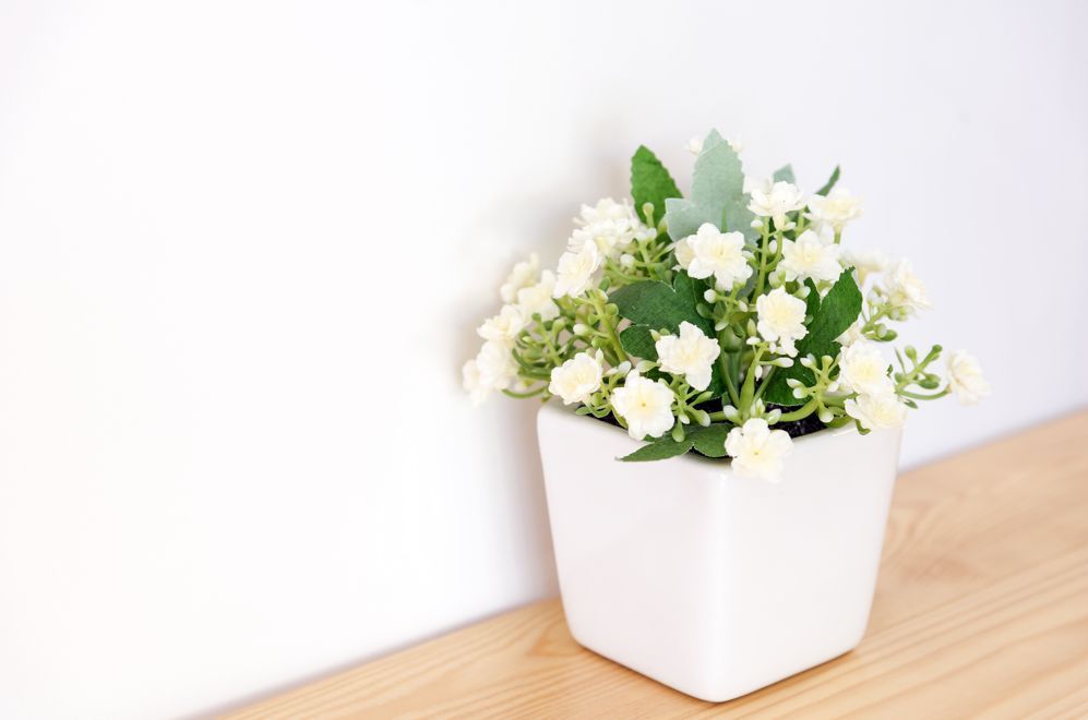 15+ Lucky Plants for Office Desk | Vastu Plants for Office To Bring ...