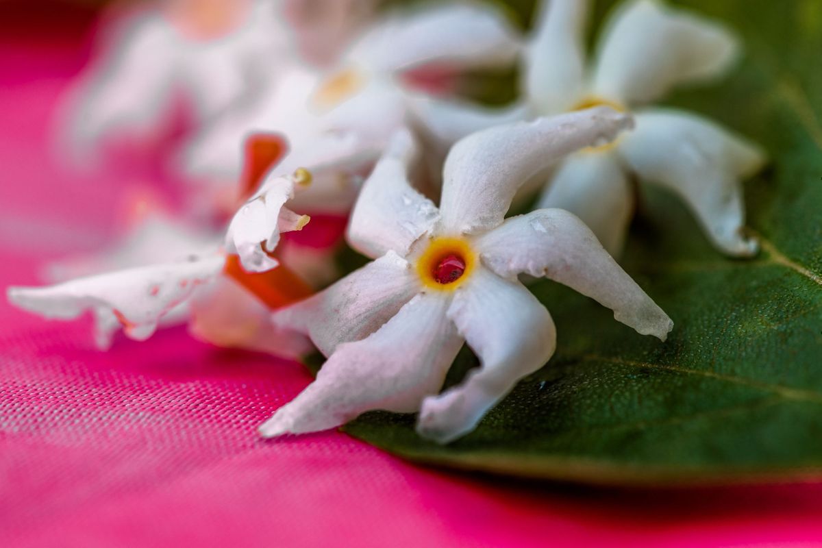 Parijat Tree: Vastu Placement & Benefits