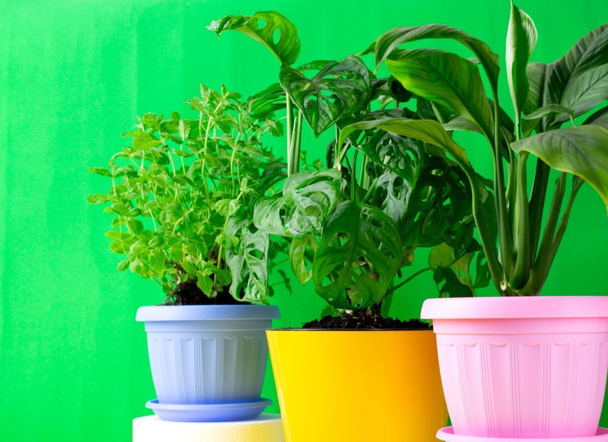 Mosquito Free House with These 8 Indoor Plants that Repel Insects