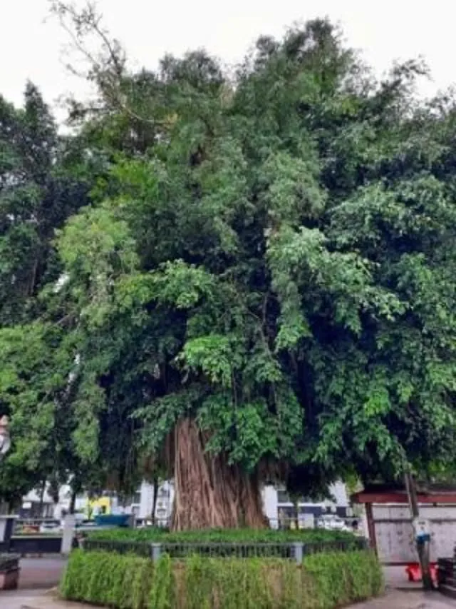Is Banyan Tree Dangerous