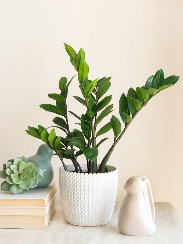 How to Take Care of a Zz Plant at Home | 7 Quick Tips