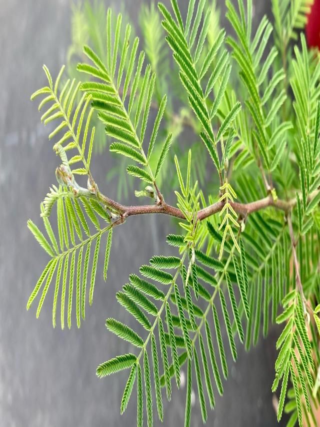 How to Take Care of Shami Plant at Home | 6 Quick Hacks