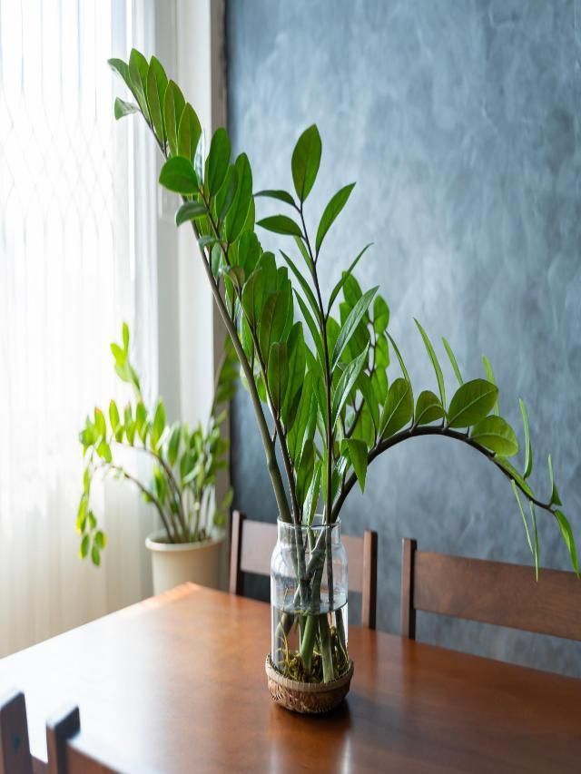 How to Grow Zz Plant at Home | 5 Quick Steps With Propagation Tips