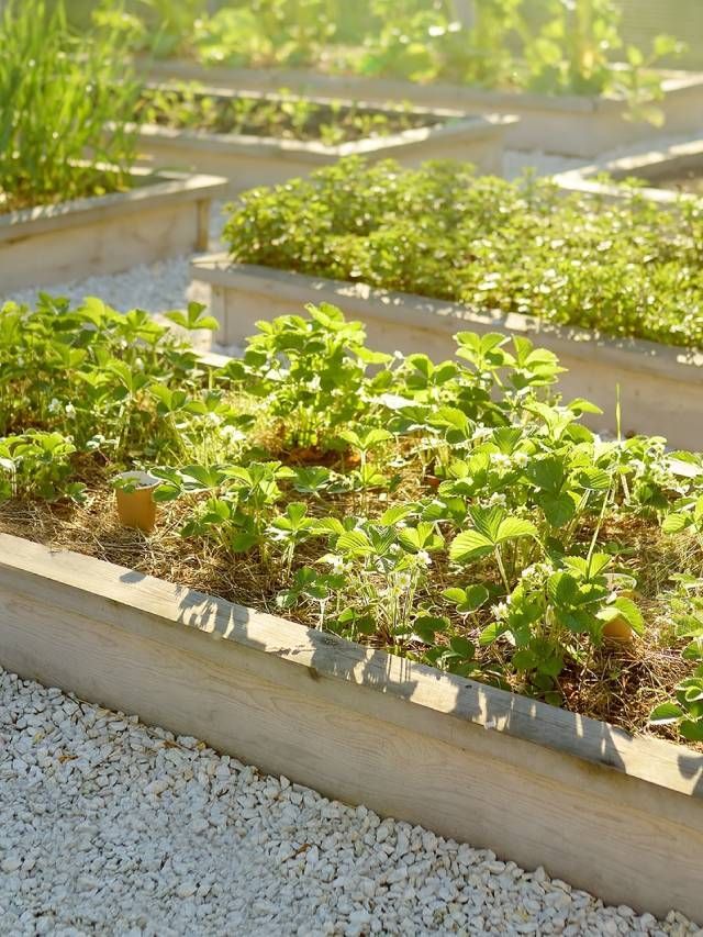 Top 7 Easy-to-Grow Kitchen Garden Plants For Your Home