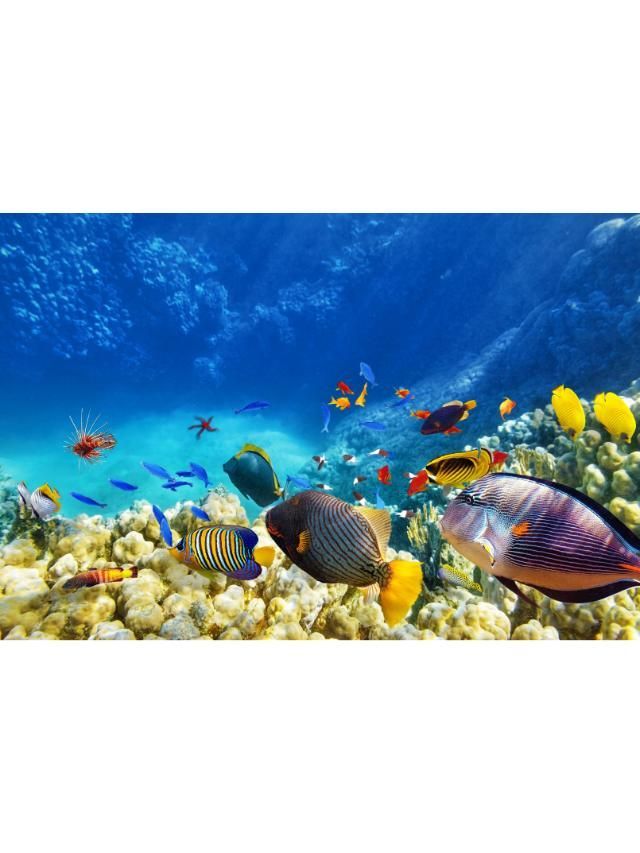 Fish Aquarium Vastu Benefits at Claude Harrod blog