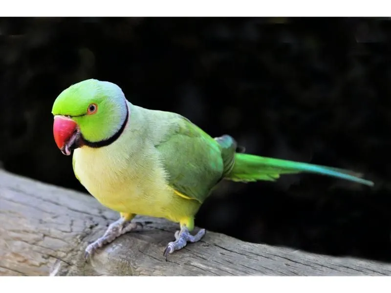 Is Parrot as a Pet a Good Luck? Know Vastu Tips for Parrot at Home