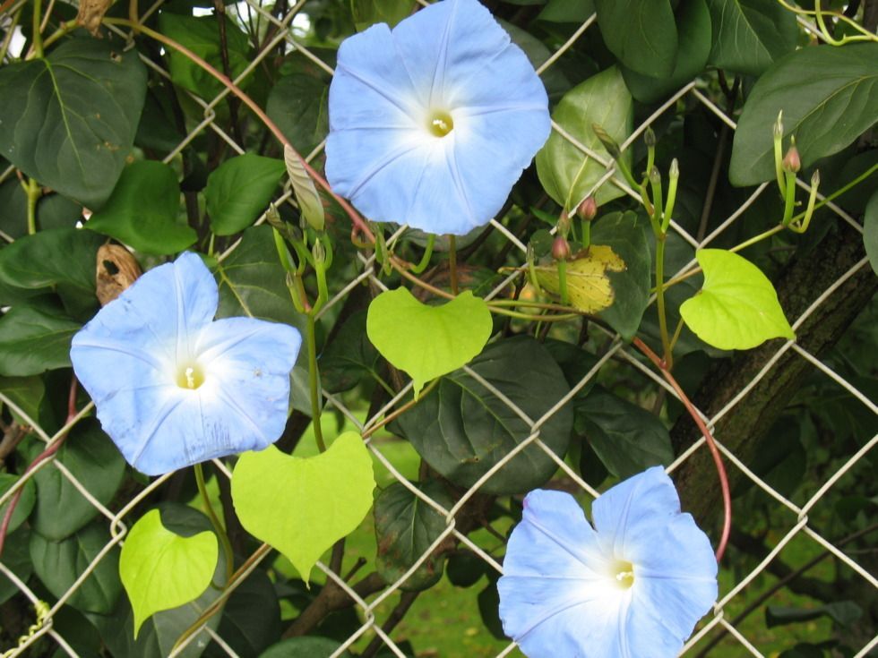 മോർണിംഗ് ഗ്ലോറി പ്ലാൻ്റ് - നടുന്നതിനും വളർത്തുന്നതിനും പരിപാലിക്കുന്നതിനുമുള്ള വഴികാട്ടി
