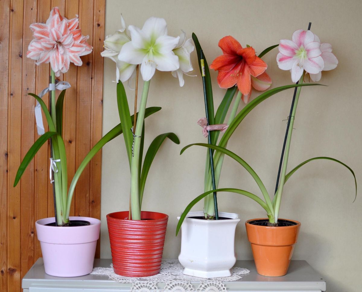 Amaryllis Flower - How To Grow, Care Tips, Images & More