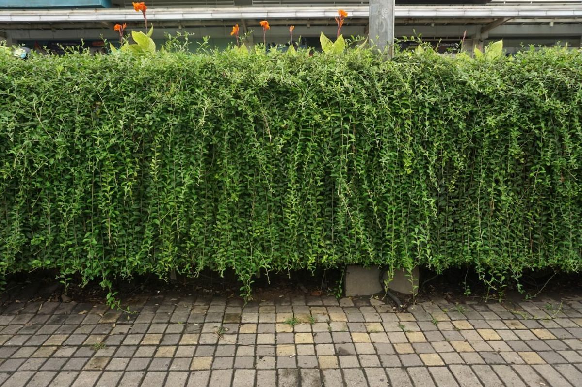 Climbing Plants & Flowering Climbers with Pictures - for Home Decor