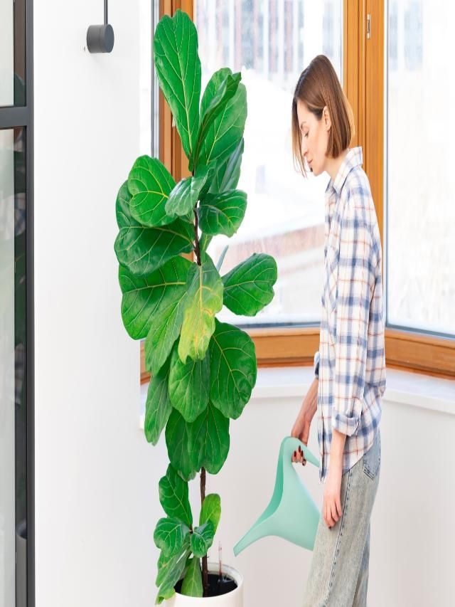 7 Ways to Decorate your Home with Fiddle Leaf Fig Tree