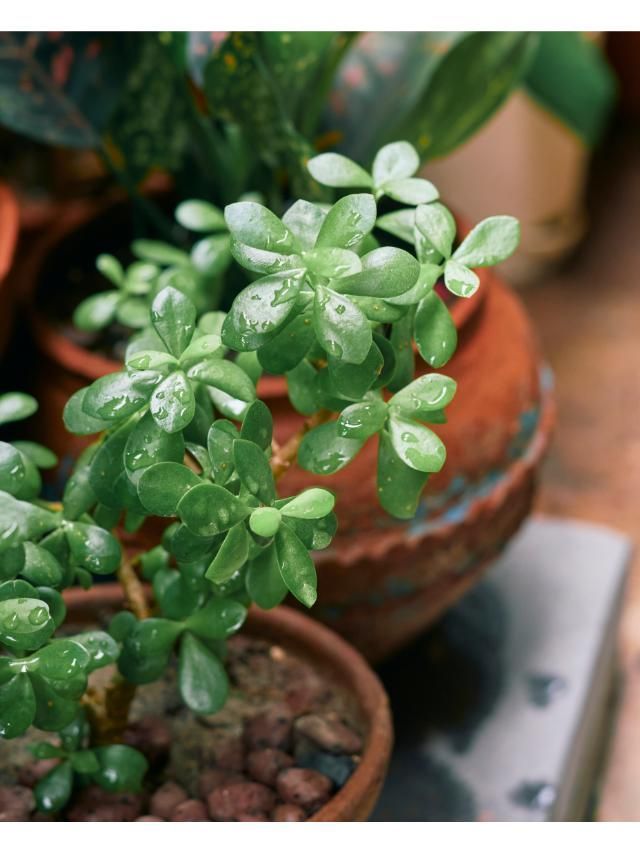 7 Things To Keep In Mind With Jade Plant For Better Growth