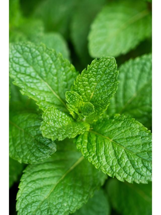 7 Things To Keep In Mind With Mint Plant To Make It Survive For 10 Years