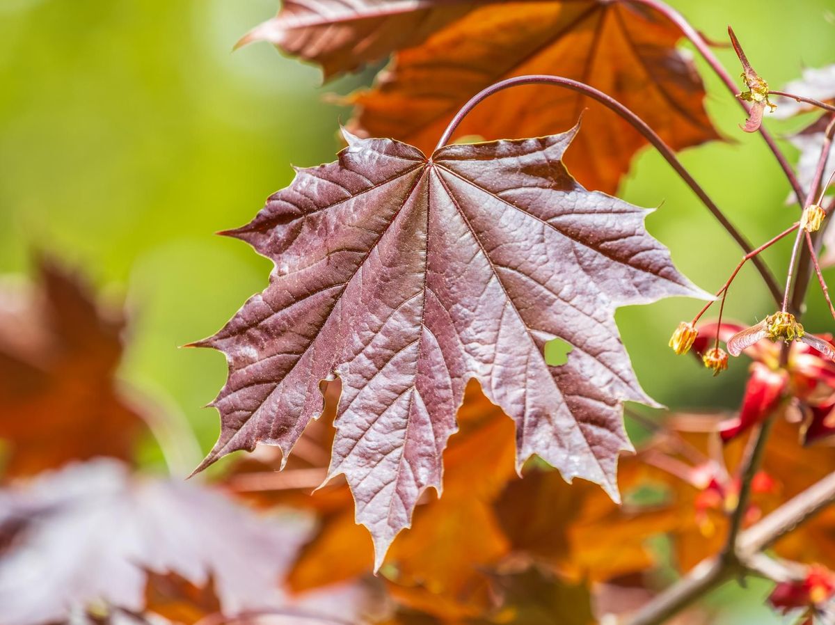 Types Of Soft Maple Trees In India Map - Infoupdate.org
