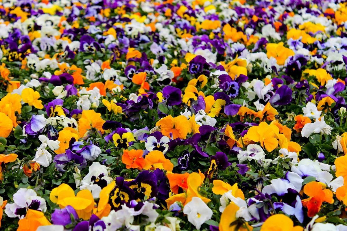 Pansy Flower Meaning Pansy And Common Violet: Everything You Need To