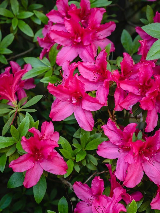 Rhododendron (Buransh Ka Phool) - Common Problems Causing the Plant to Die