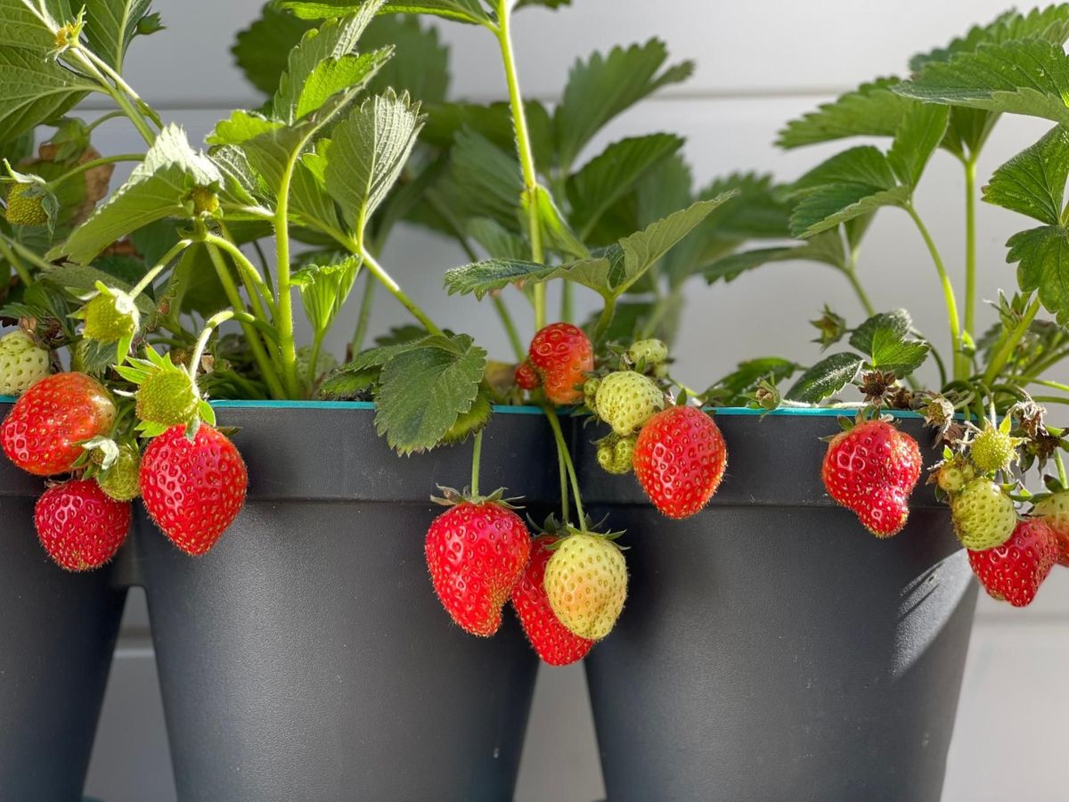 How to Grow Strawberry Plant at Home - Easy Guide and Tips