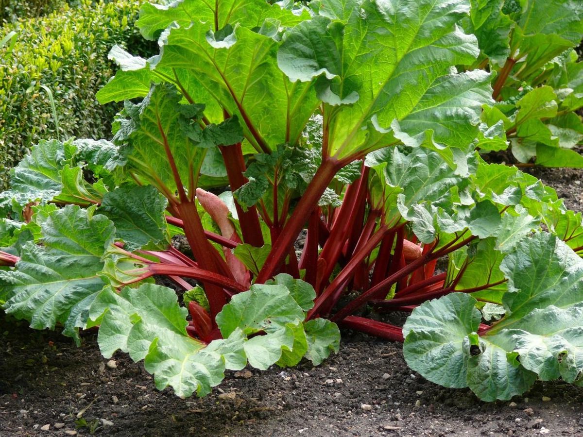 Rhubarb Plant - How To Grow, Care, Harvest & More