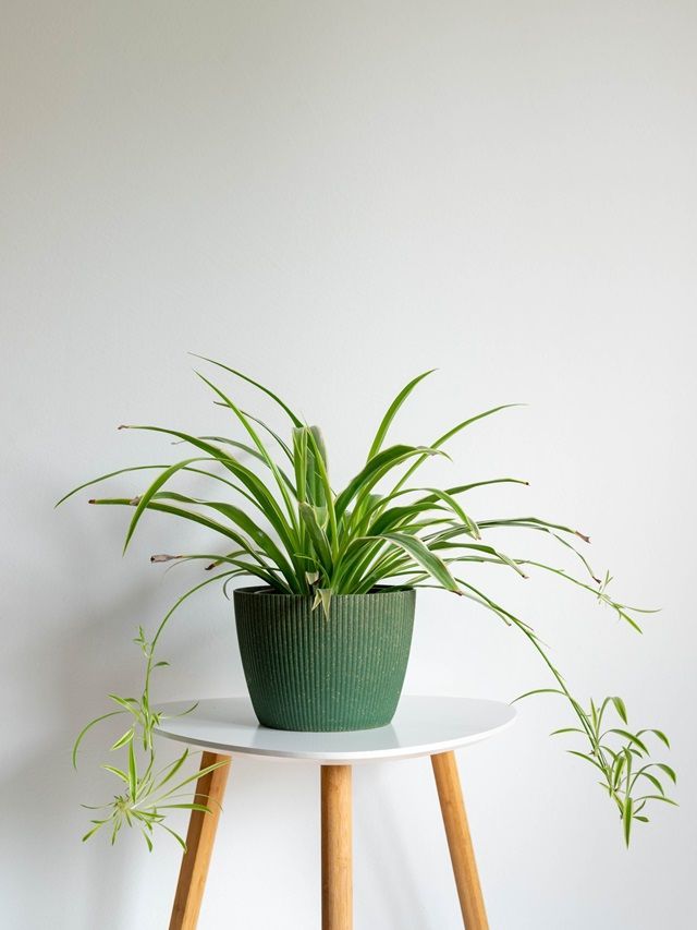 7 Fertilising Secrets That Will Keep Your Spider Plant Ever-green