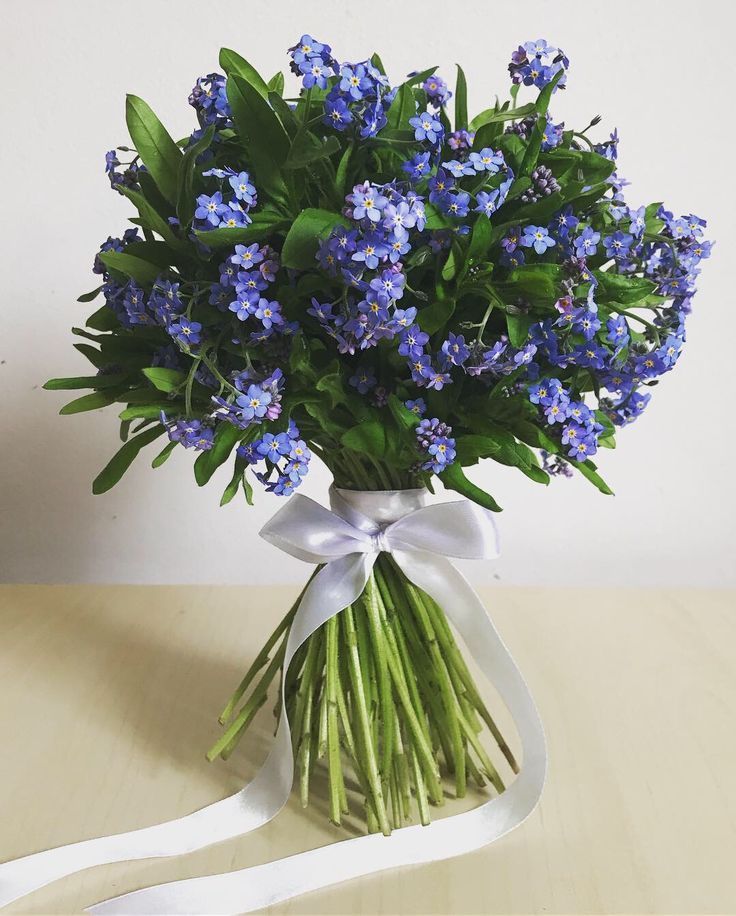 Forget Me Not Flowers - How to Plant, Grow, & Care for Them