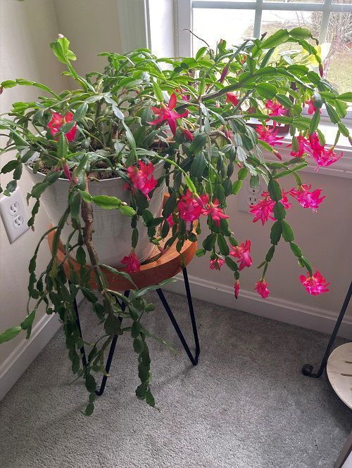 Christmas Cactus Plant - How to Grow & Care For It