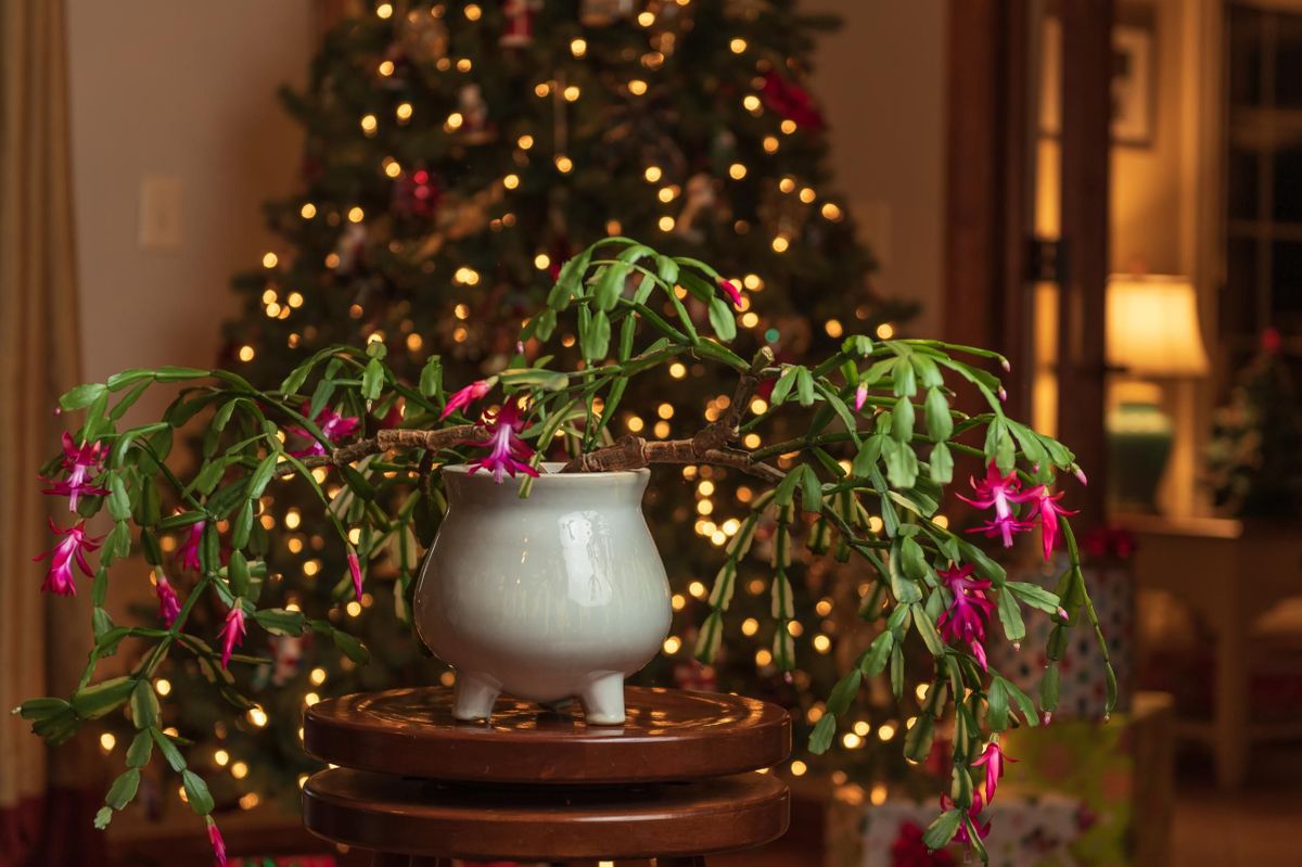 Christmas Cactus Plant - How to Grow & Care For It