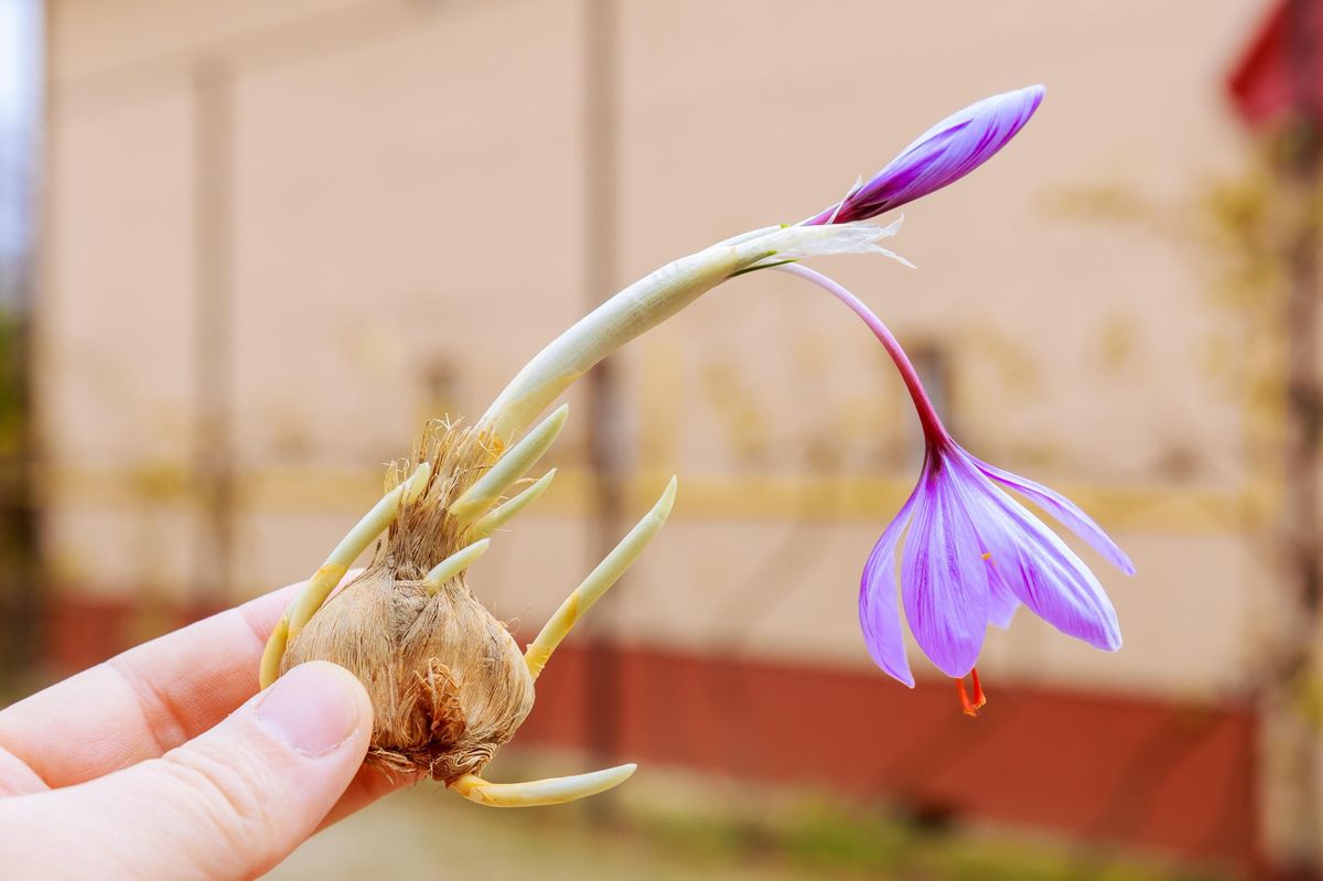 Crocus Sativus or Saffron - Tips to Grow and Nurture, Plus Its Uses