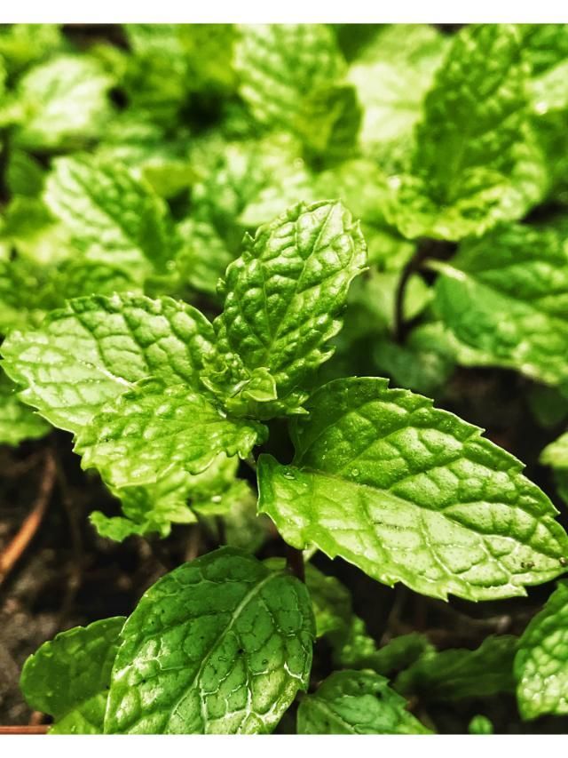 No Need To Replace, Just Refresh - Quick Steps To Revive A Dying Mint Plant