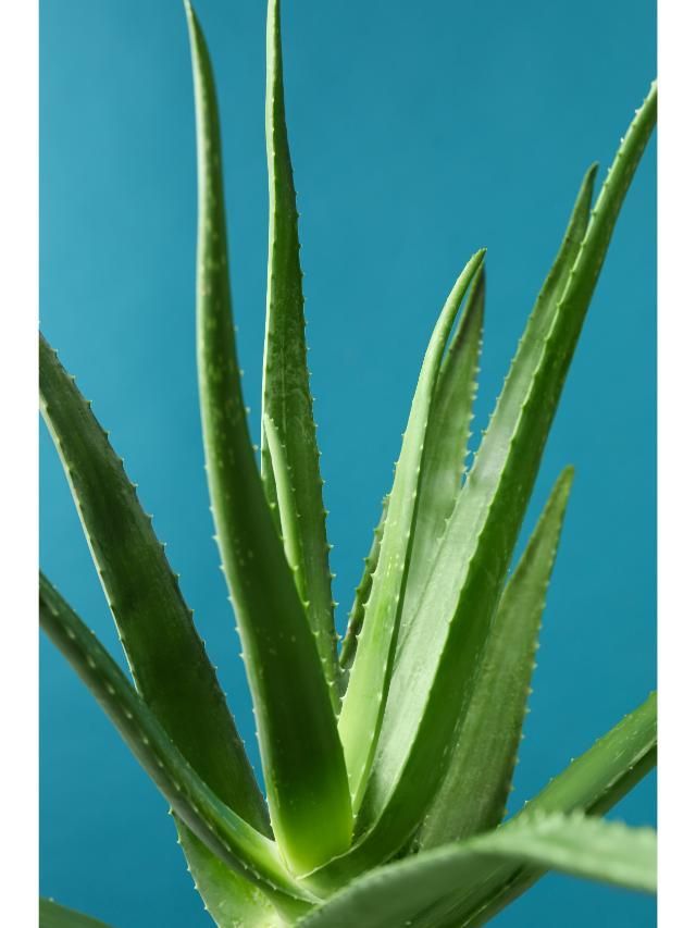 8 Easy Steps To Grow An Aloe Vera Plant At Home