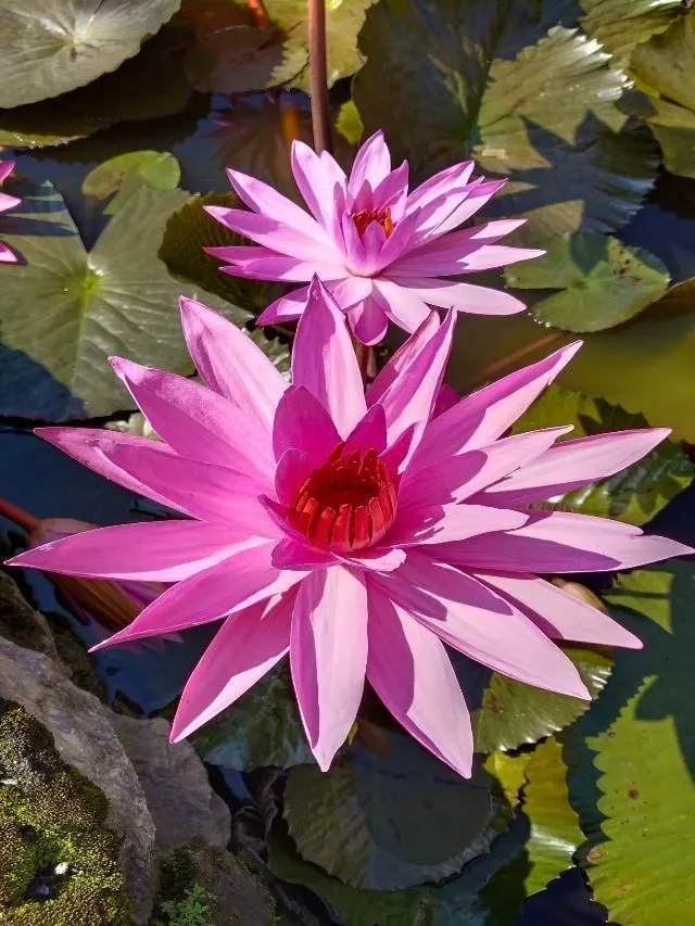 Better Growth of Lotus at Home - 7 Things You Must Remember