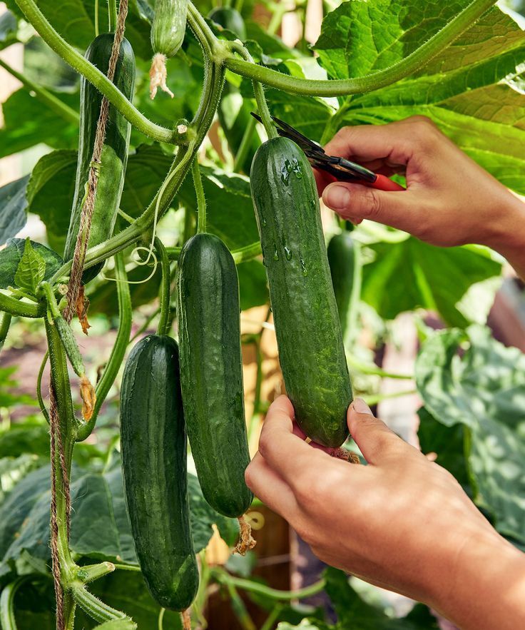 How to Grow Cucumber Plant - Plus Its Varieties, Flowers, and Facts