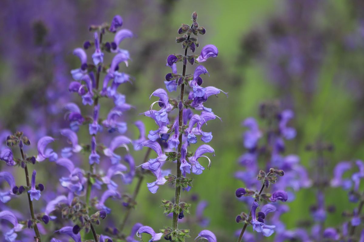 How to Grow Salvia Flowers at Home - Tips for a Healthy Plant