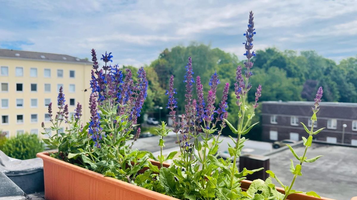 How to Grow Salvia Flowers at Home - Tips for a Healthy Plant