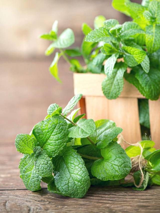 6 Types of Mint Plants You May Not Have Heard Of