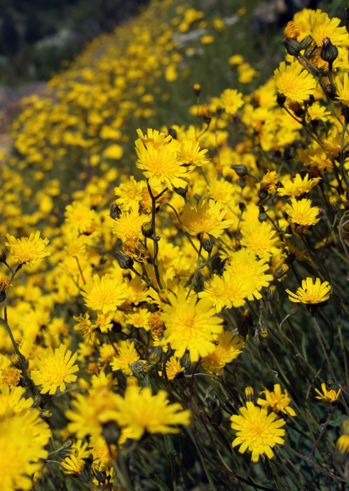 Coreopsis Flower - How to Grow and Maintain, Facts & Varieties