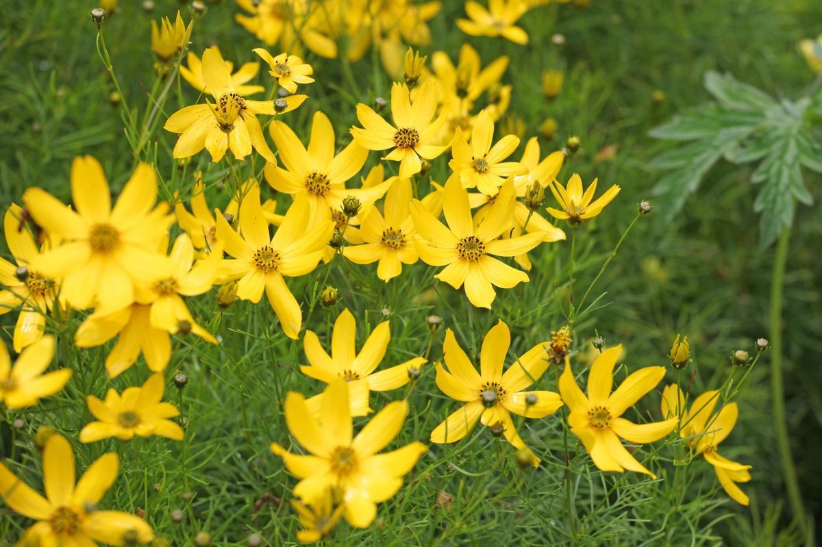 Coreopsis Flower - How to Grow and Maintain, Facts & Varieties