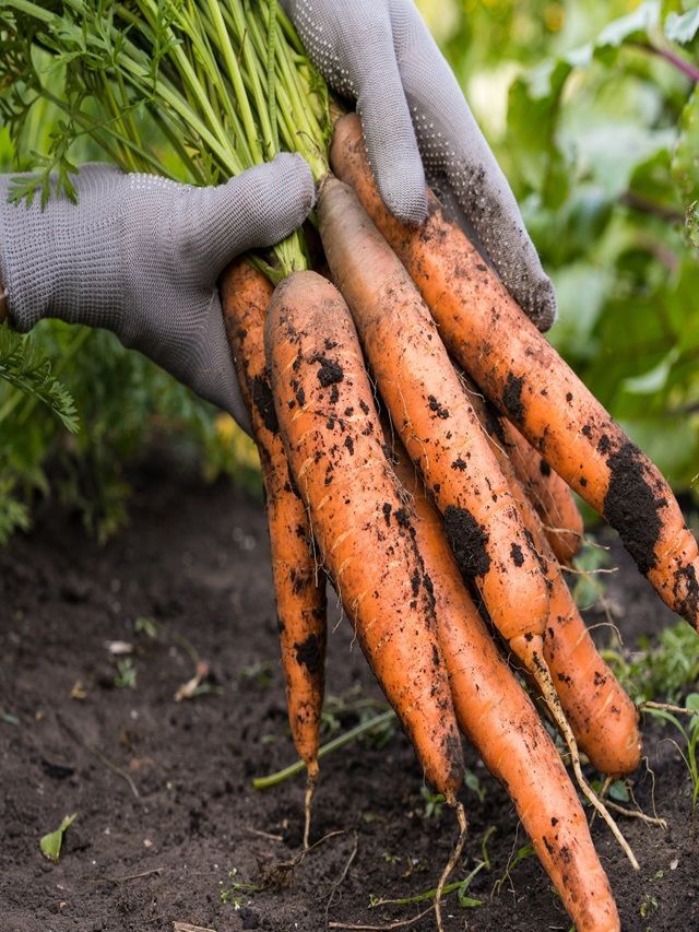 Growing Carrots- 7 Common Issues With Easy Solutions